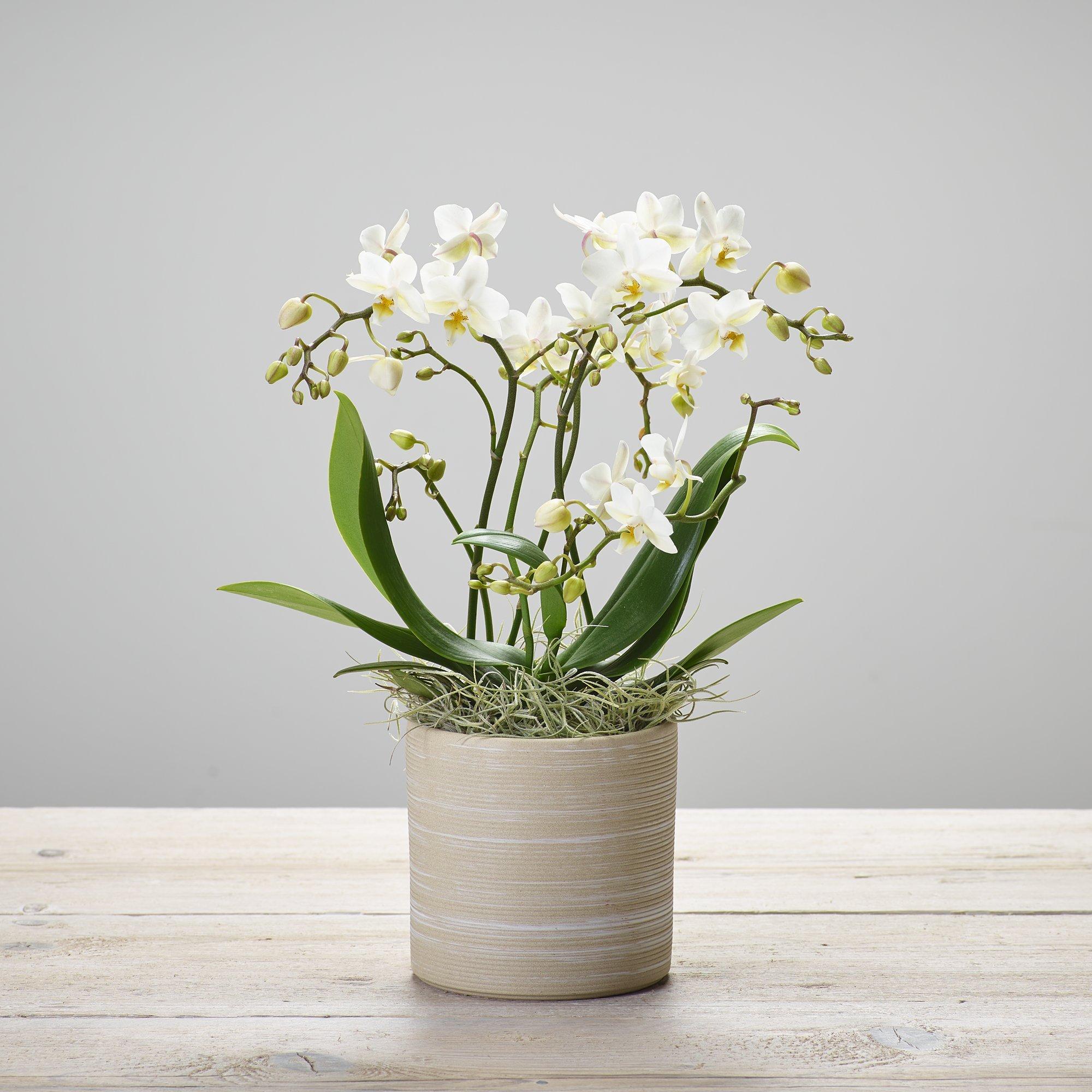 Jungle Orchid | Interflora