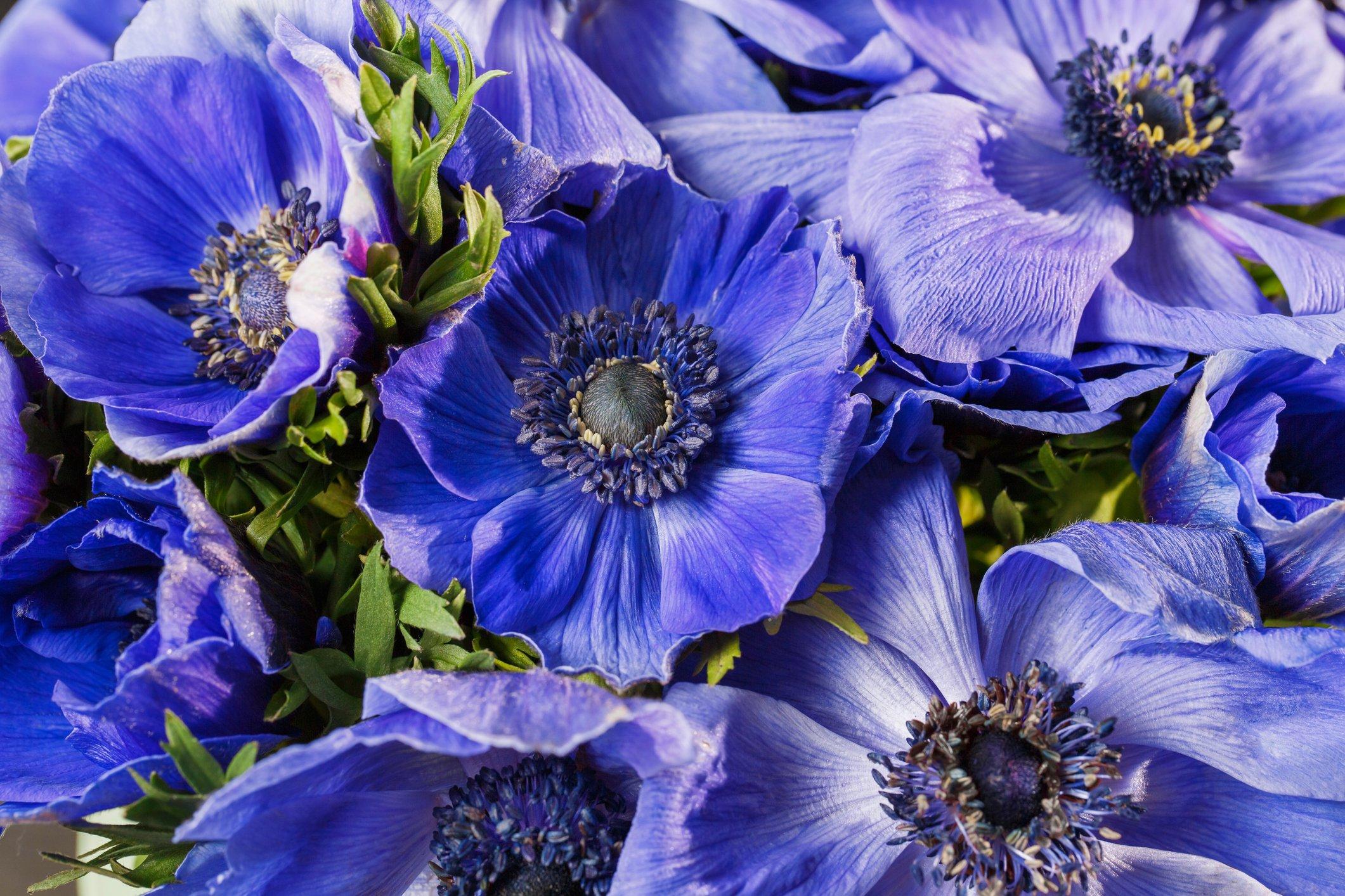 Blue Anemone Flower