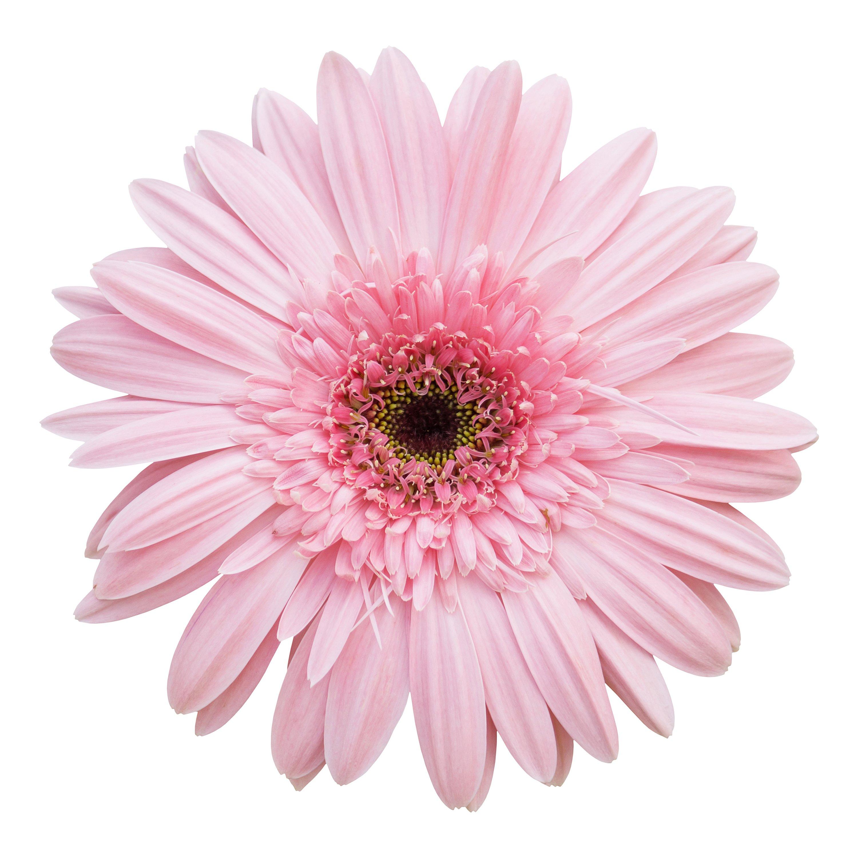 Gerbera Flower Care Tips and Meanings | Interflora