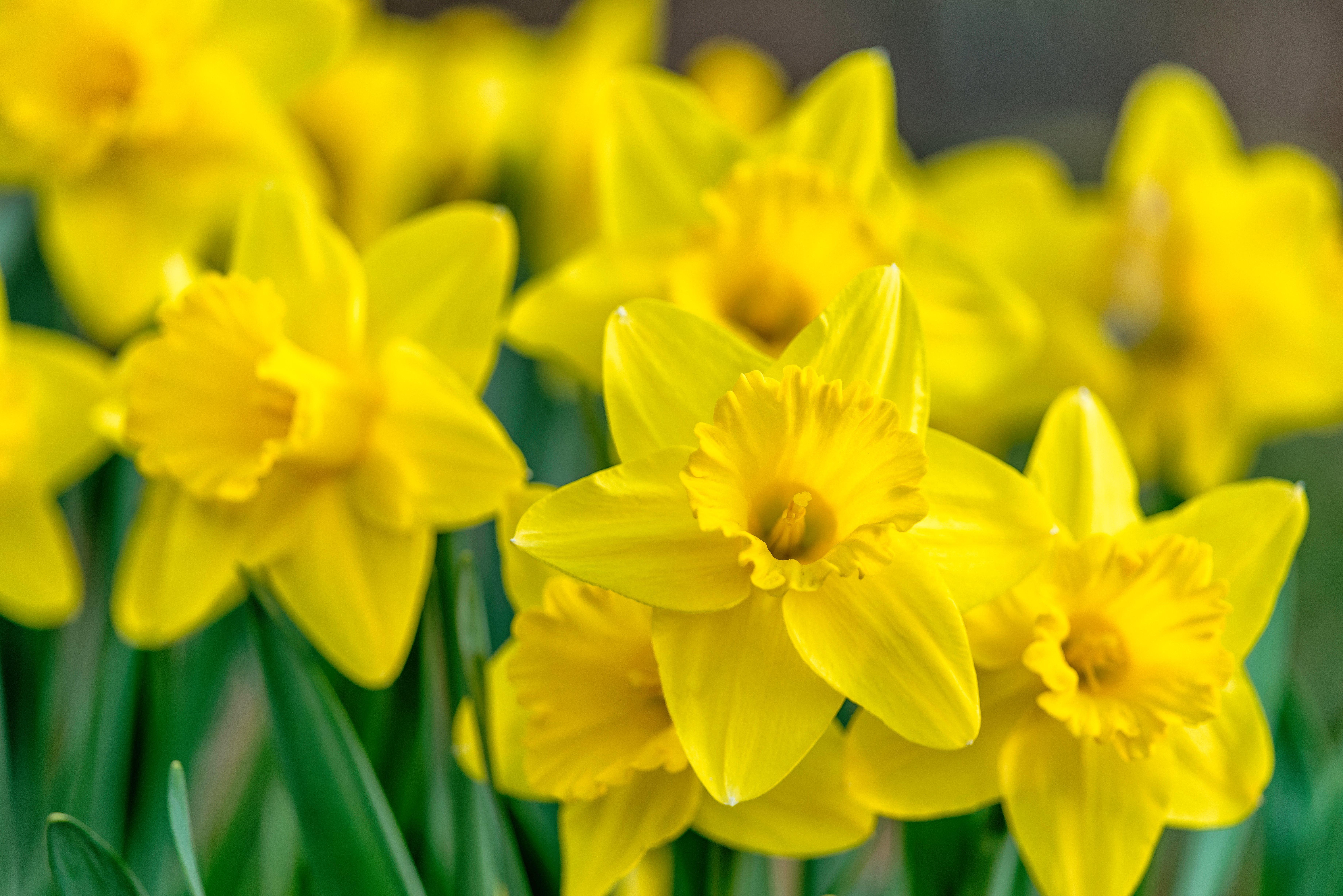 About Spring Flowers: Ultimate Flower Guide | Interflora