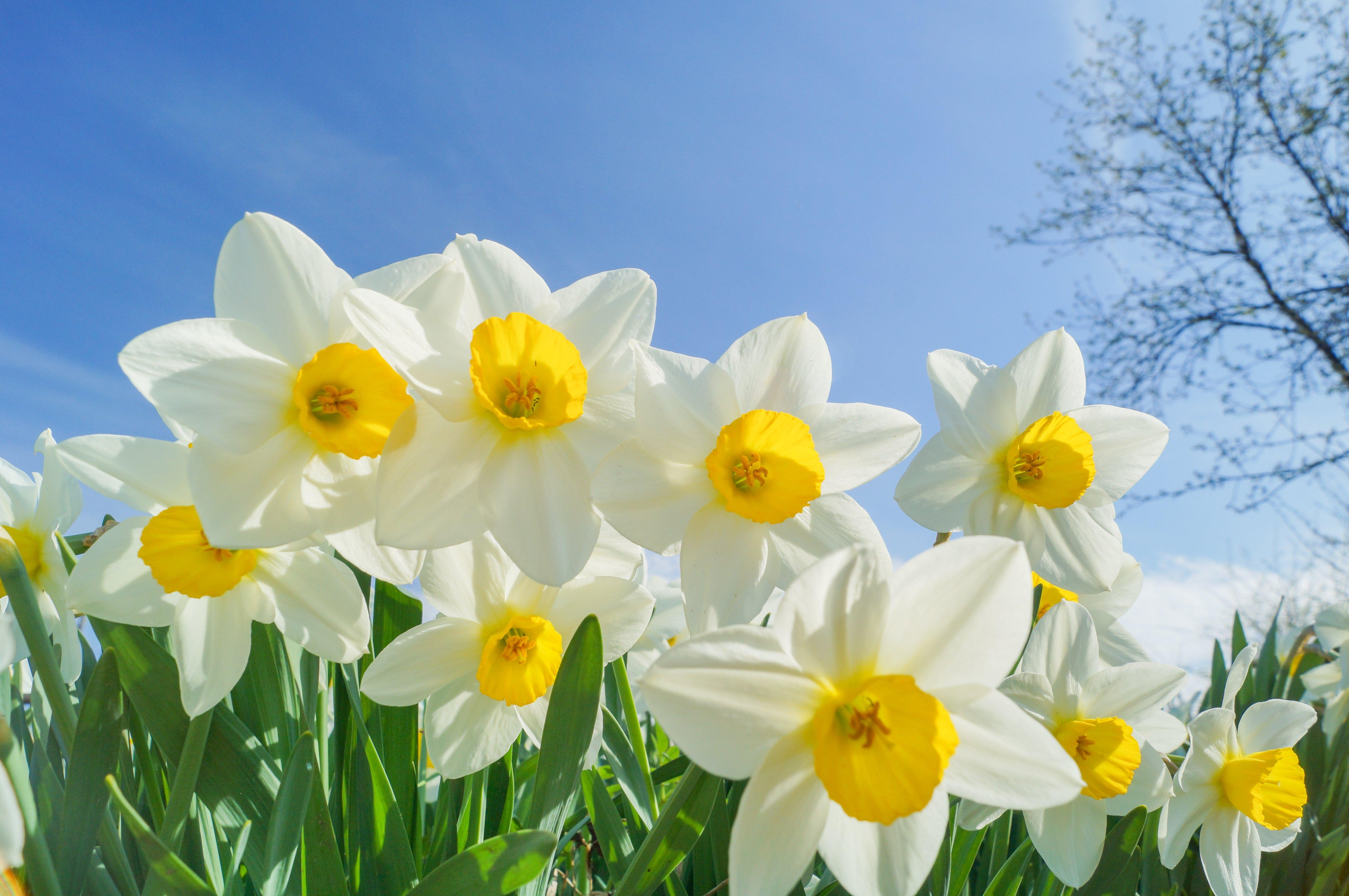 Blue Narcissus Flower Stained Glass Yellow Daffodil Narcissus Flower
