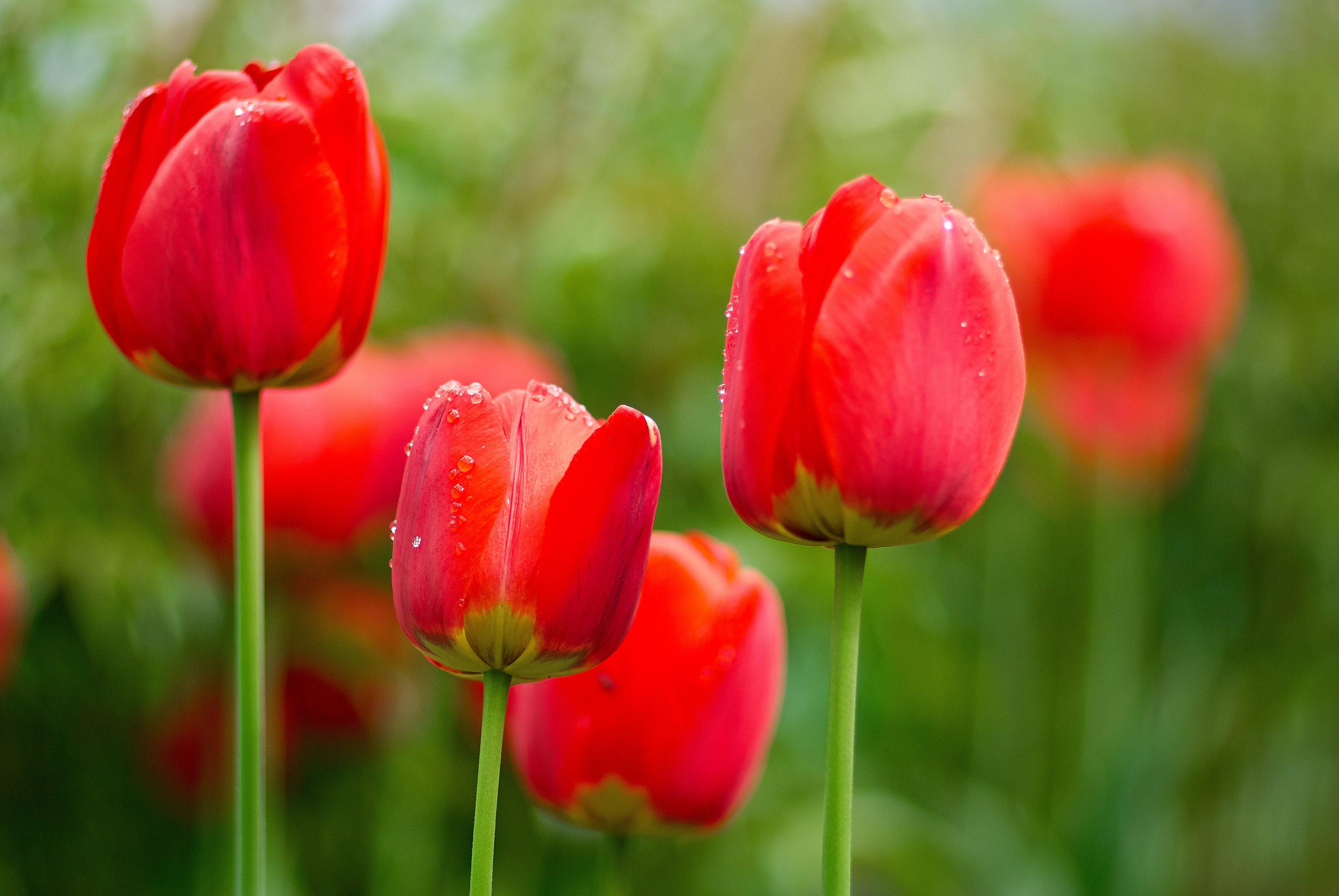 Pics Of Flowers