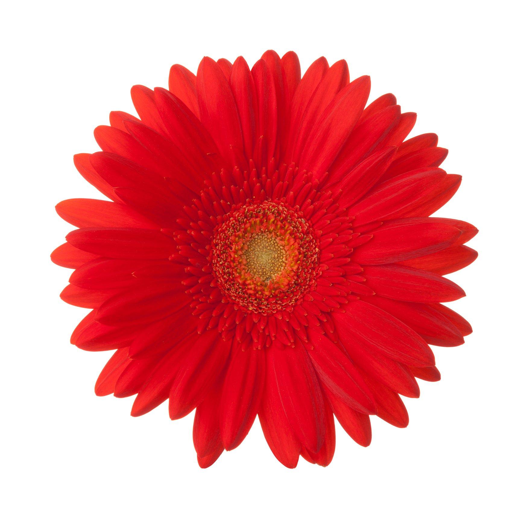 Gerbera Flower Care Tips and Meanings | Interflora