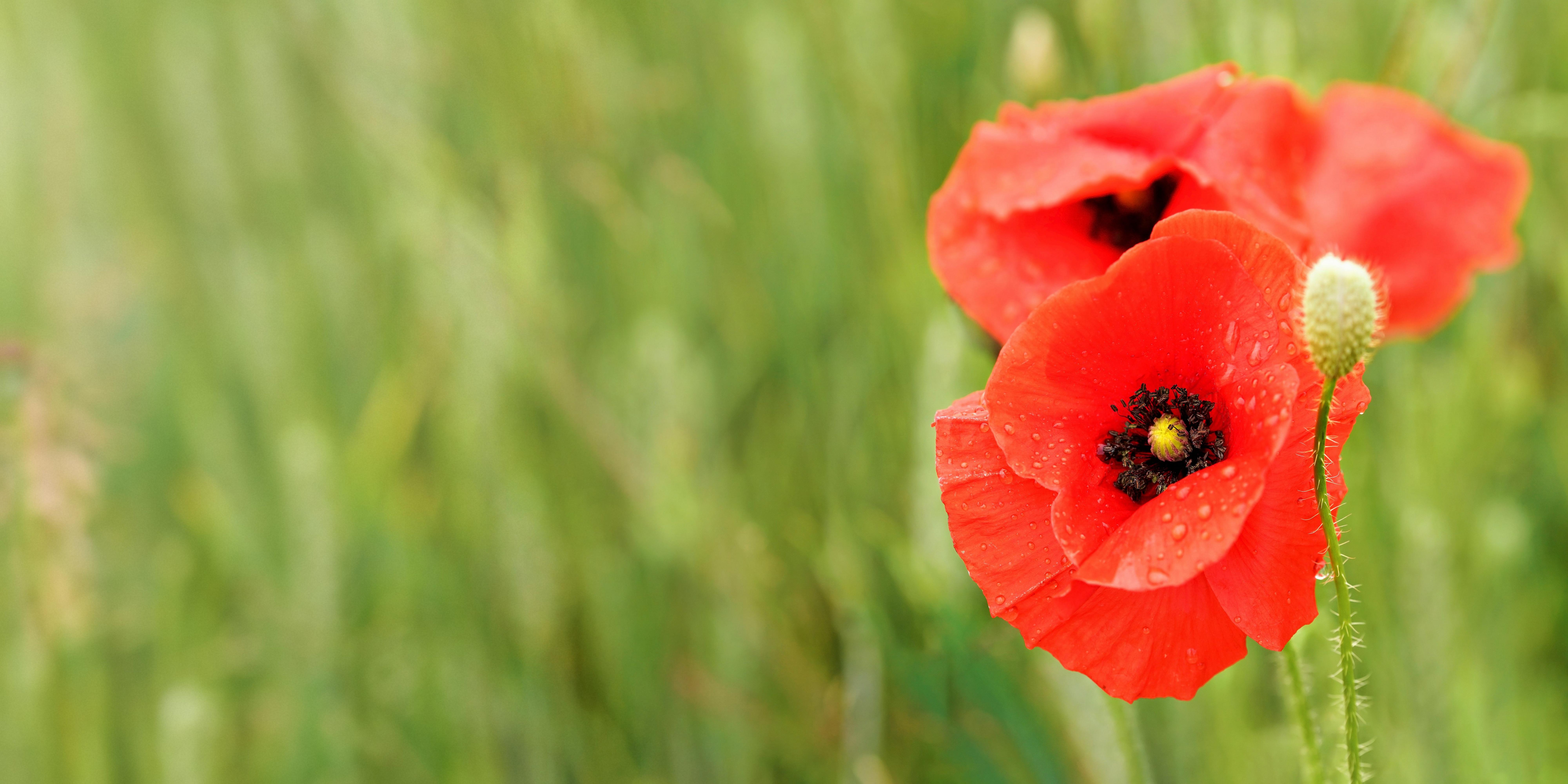 Poppy Flower Ultimate Flower Guide Poppies With Facts & Tips