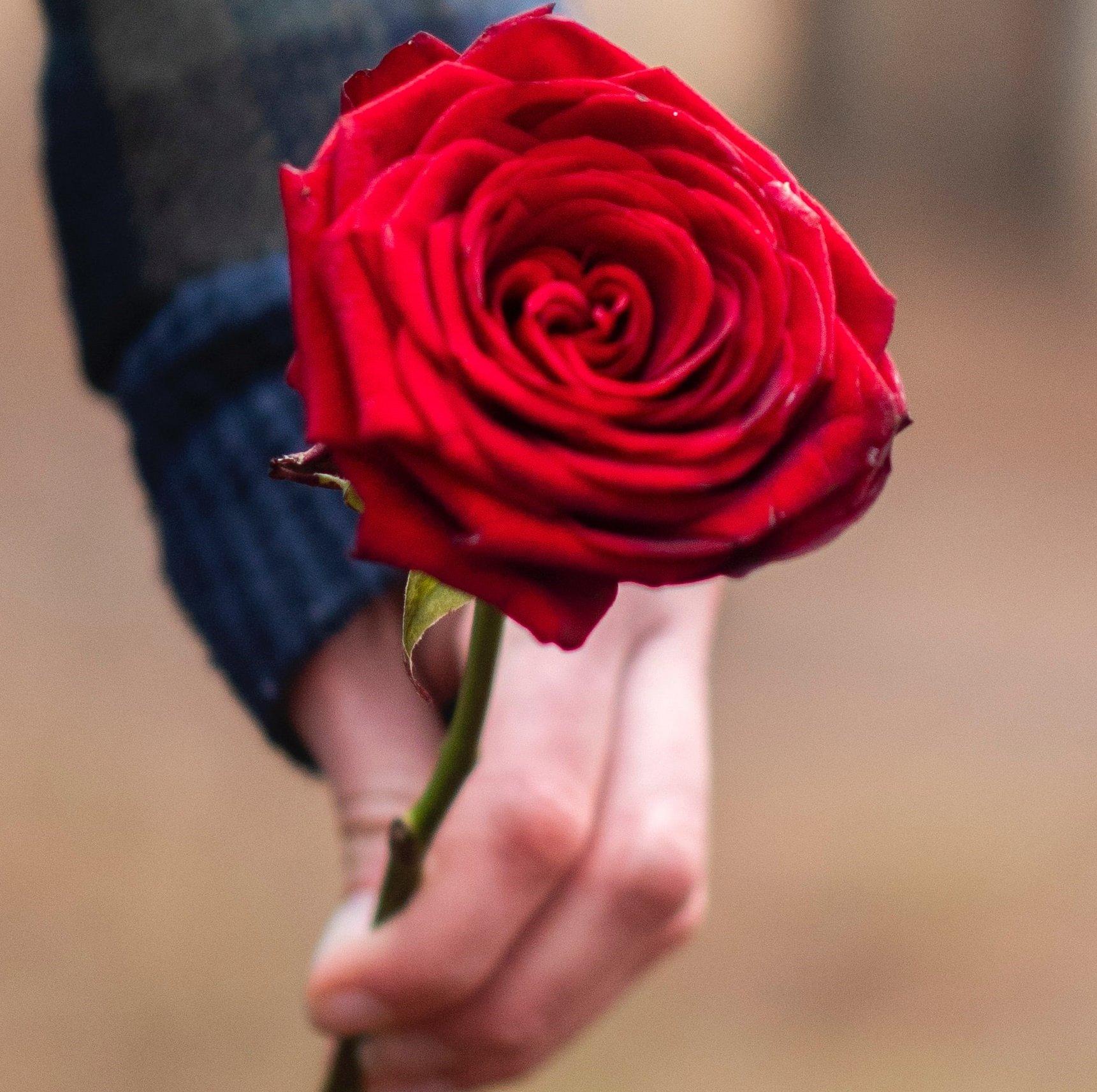 One Red Rose Meaning Teachers' Day, First Day Of School, Graduation