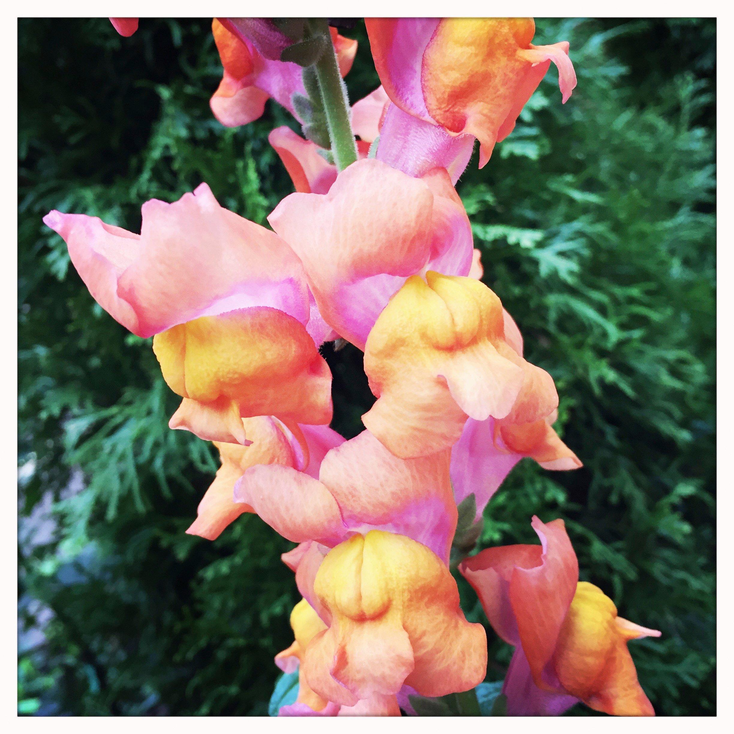 Snapdragon Flower Meaning